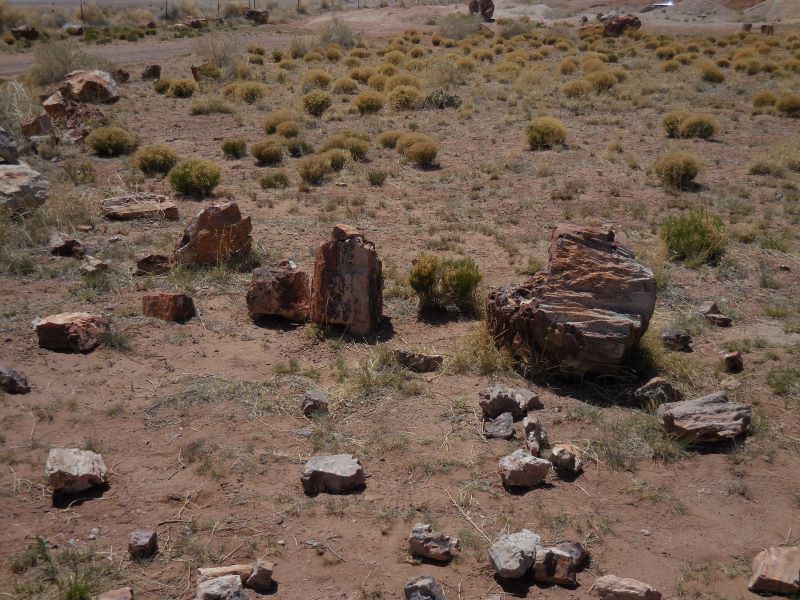 Petrified Wood: Collecting at the DoBell Ranch - Rock & Gem Magazine