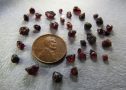 Ant Hill Garnets: Tiny Miner Treasures - Rock & Gem Magazine