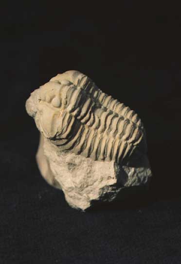 State Fossils of America - Rock & Gem Magazine