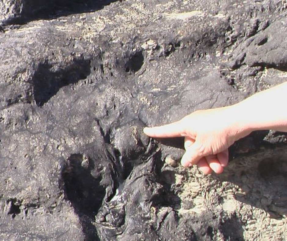 Sticky Asphalt at Carpinteria State Beach - Rock & Gem Magazine
