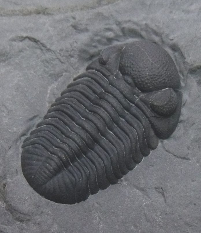 State Fossils of America - Rock & Gem Magazine