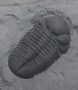 State Fossils of America - Rock & Gem Magazine