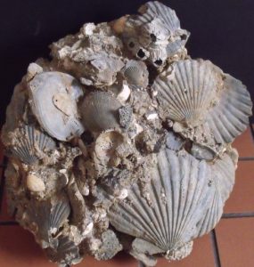 State Fossils of America - Rock & Gem Magazine