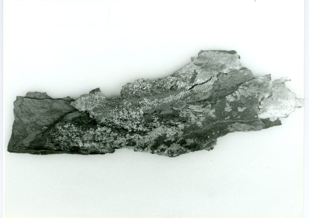 A Guide to Beach Fossils Around the World - Rock & Gem Magazine