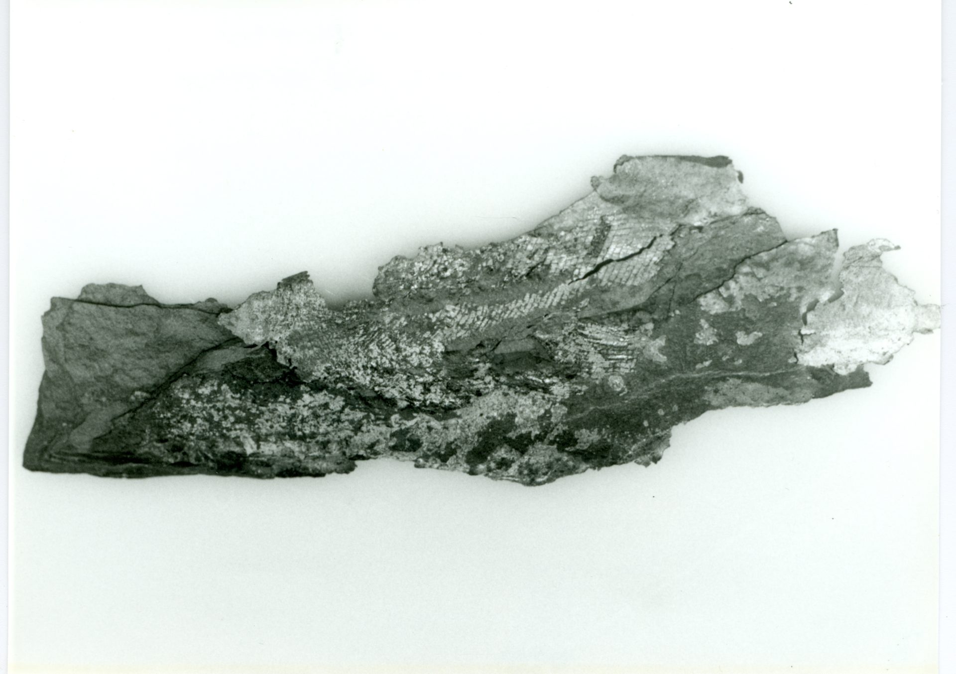 A Guide to Beach Fossils Around the World - Rock & Gem Magazine