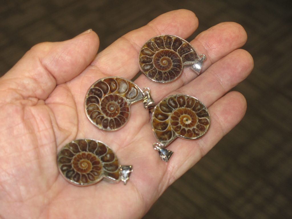 A Guide to Beach Fossils Around the World - Rock & Gem Magazine