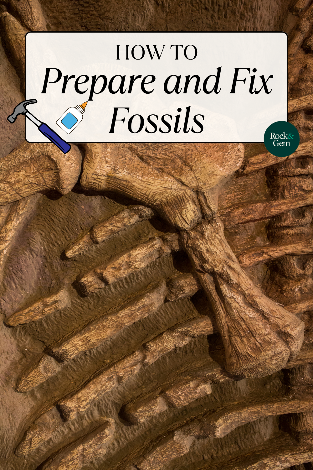 Fossil Collecting: How to Prepare & Fix Fossils