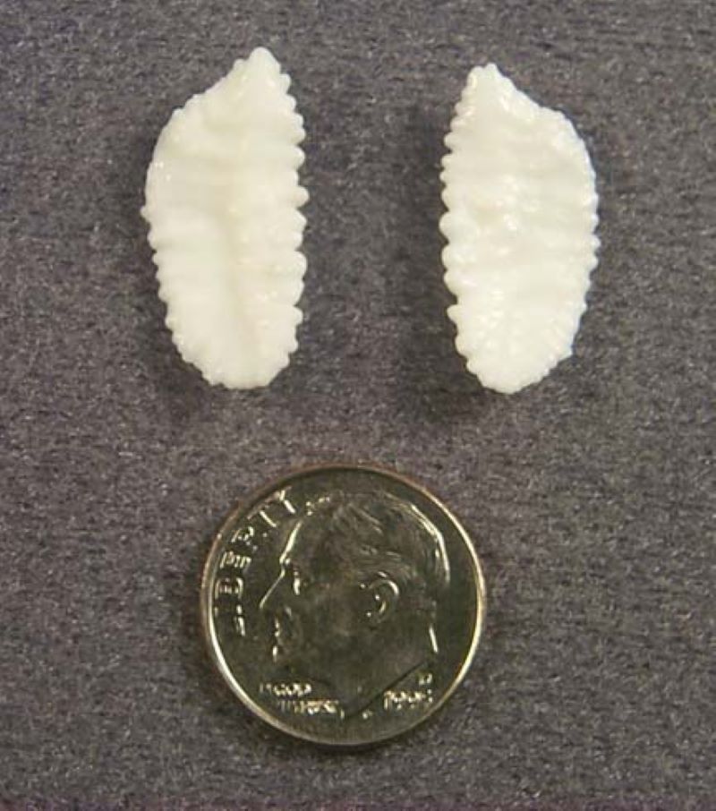 Otoliths: Fishing for Rocks - Rock & Gem Magazine
