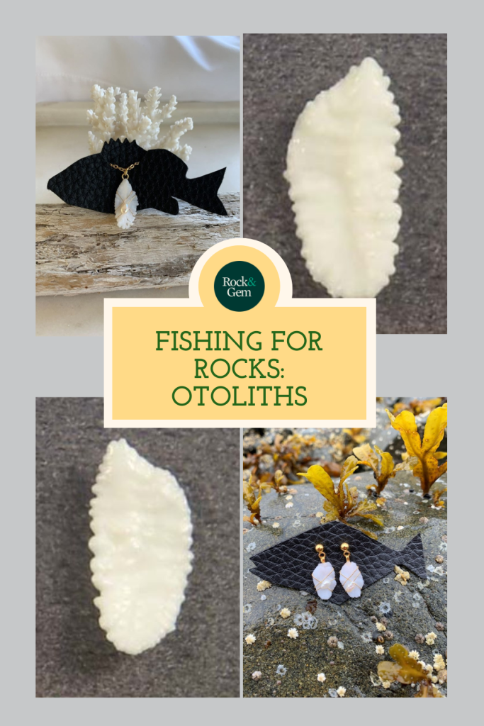 Otoliths: Fishing for Rocks - Rock & Gem Magazine