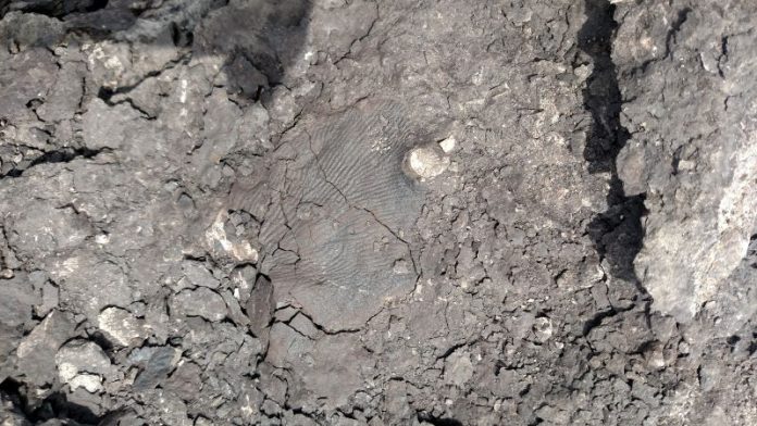 Placoderms: Armored Fish of the Devonian - Rock & Gem Magazine