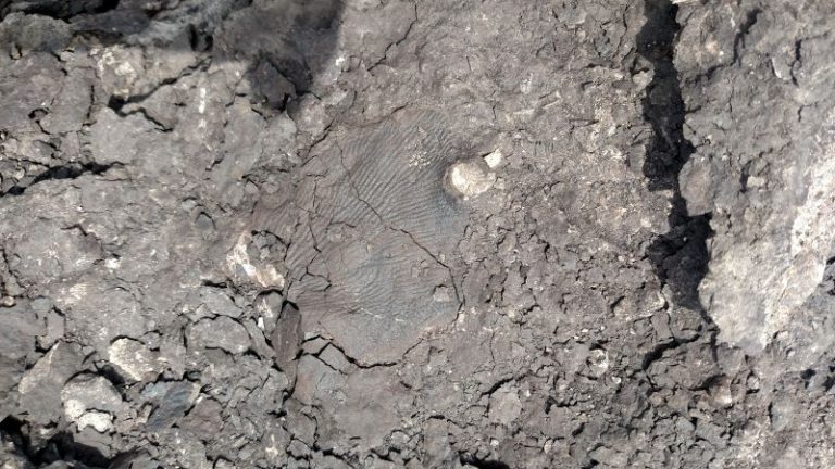 Placoderms: Armored Fish of the Devonian - Rock & Gem Magazine