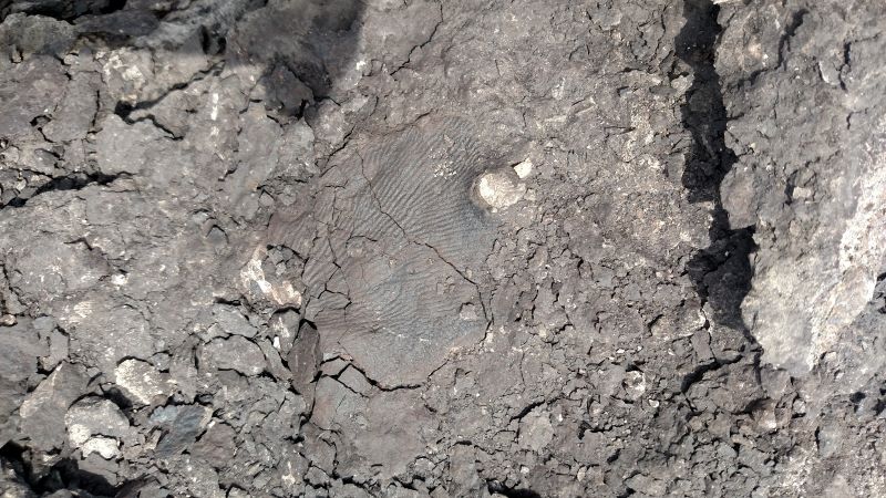 Placoderms: Armored Fish of the Devonian - Rock & Gem Magazine