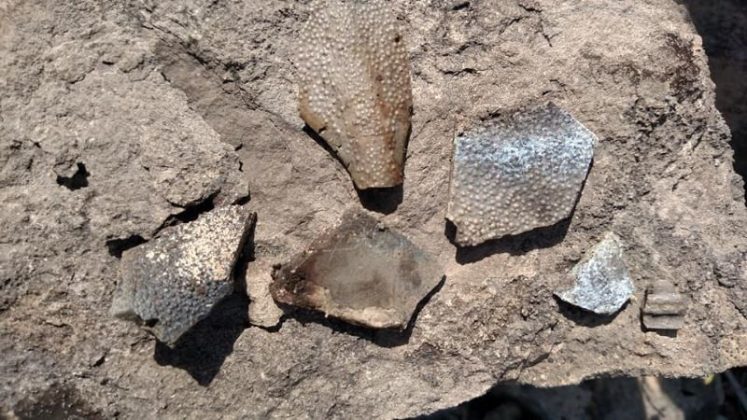 Placoderms: Armored Fish of the Devonian - Rock & Gem Magazine