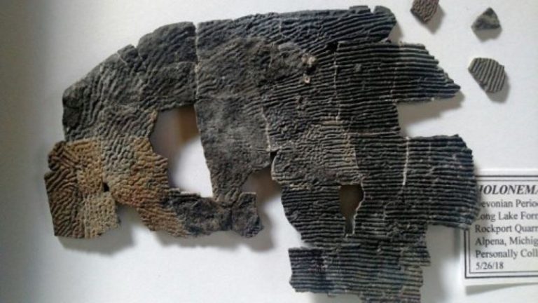 Placoderms: Armored Fish of the Devonian - Rock & Gem Magazine