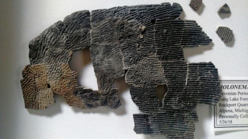 Placoderms: Armored Fish of the Devonian - Rock & Gem Magazine