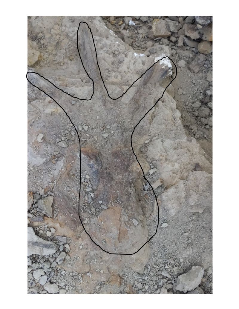 Digging for Triceratops Dinosaur Fossils - Rock & Gem Magazine