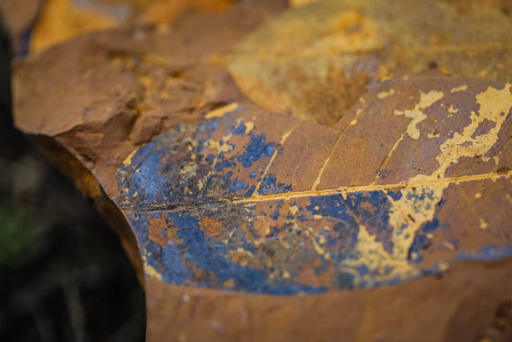 Microfossils – Citizen Scientists Uncover Links to the Past