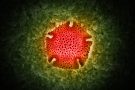 Microfossils – Citizen Scientists Uncover Links to the Past
