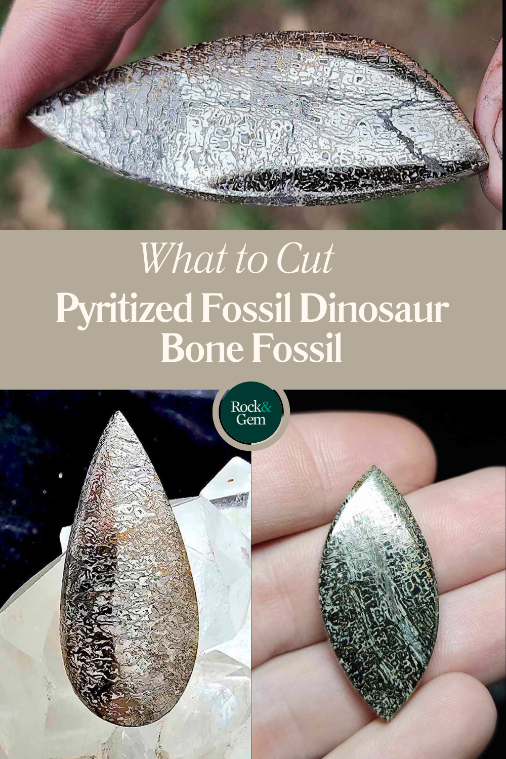 Pyritized Dinosaur Bone Fossil: What to Cut - Rock & Gem Magazine
