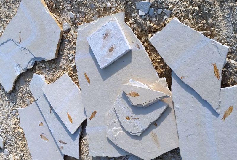 Searching Kemmerer Fossils for Fossil Fish - Rock & Gem Magazine