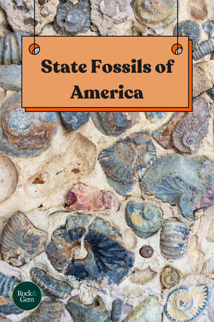 State Fossils of America - Rock & Gem Magazine