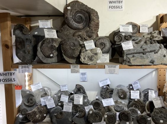 Whitby Dinosaur Coast: Ammonites, Jet & More