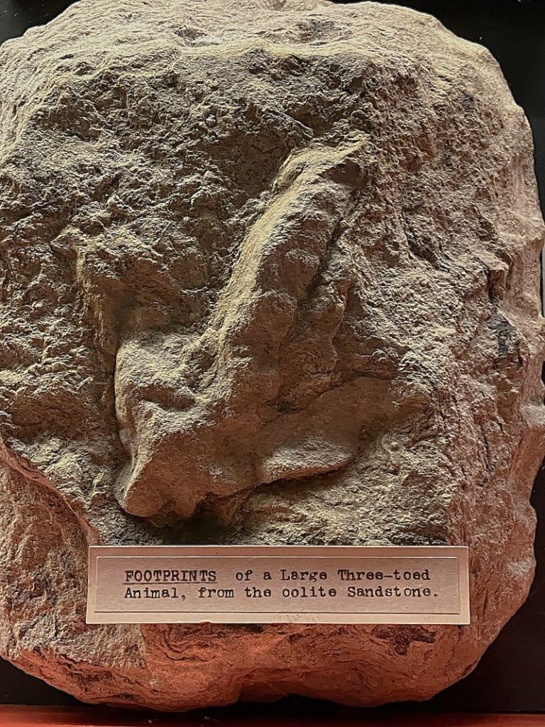 Whitby Dinosaur Coast: Ammonites, Jet & More